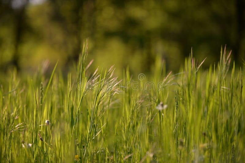 Wild Green Grass in the Garden Stock Photo - Image of green ...
