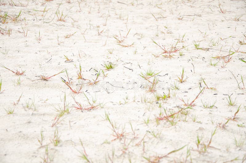 Grass Grows on Sandy Ground Nature Texture Background Stock Photo ...