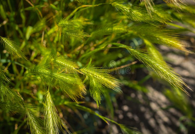 Wild Green Grass In Shallow Depth Of Field Background Weeds In Natural Background In Morning
