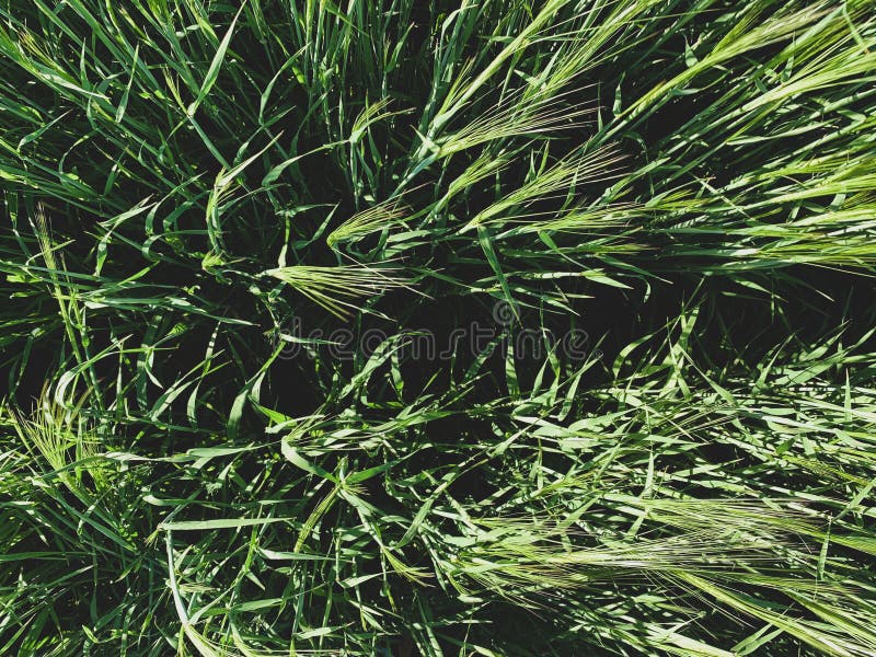 Grass Top View Stock Images - Download 122,624 Royalty Free Photos