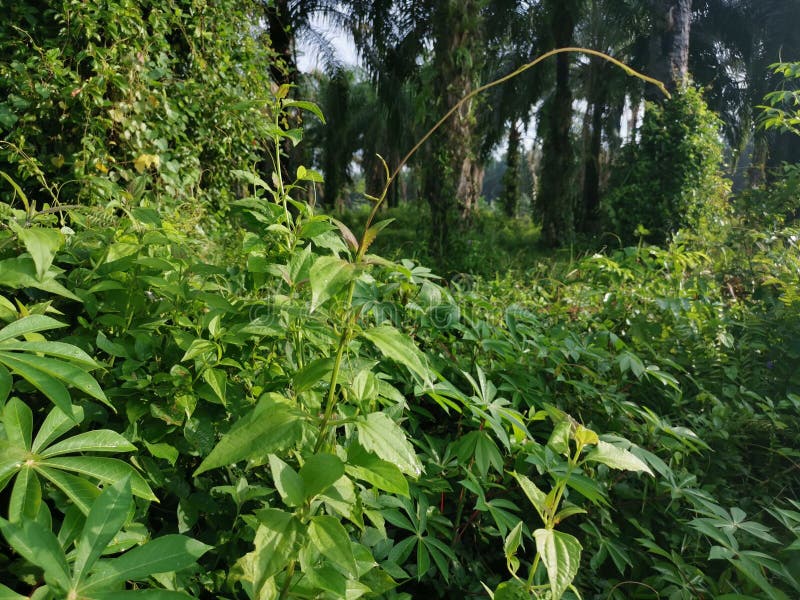 Wild Green Leafy Chromolaena Odorata Weed Stock Image - Image of ...