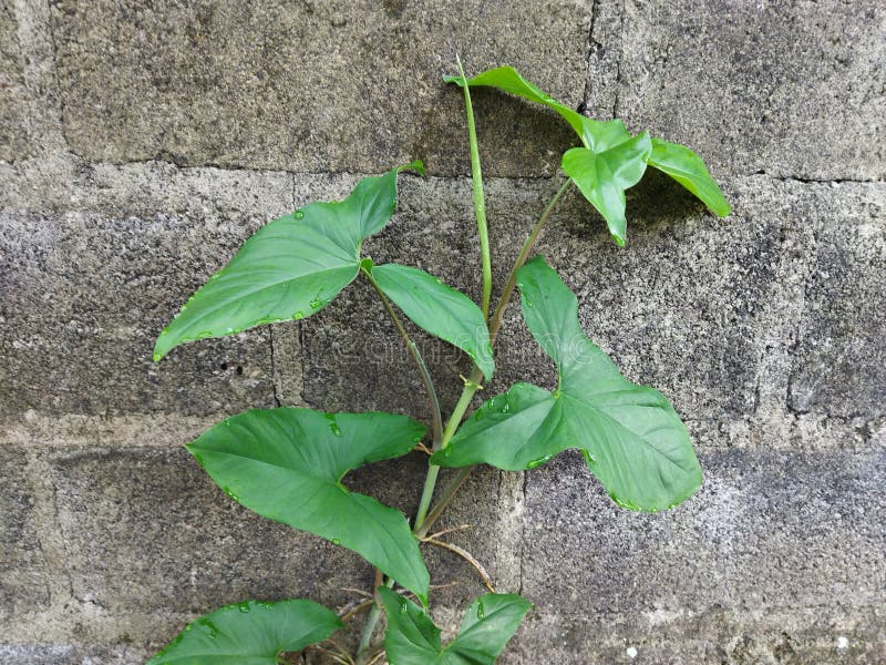 Wild Green Leaves Crawling on the Wall. Stock Image - Image of garden ...