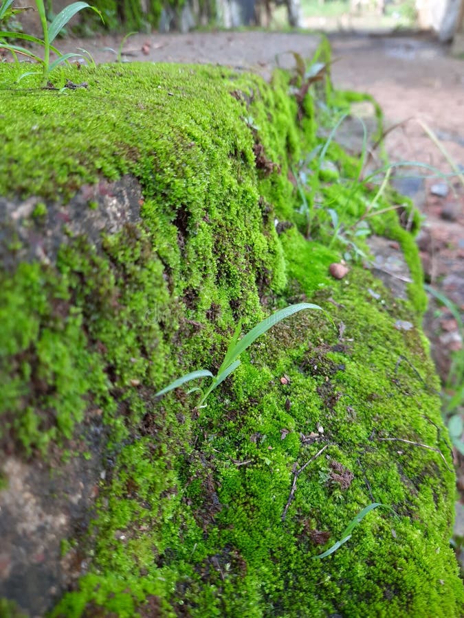 Wild Green Moss that Thrives on the Ground Stock Image - Image of wild ...
