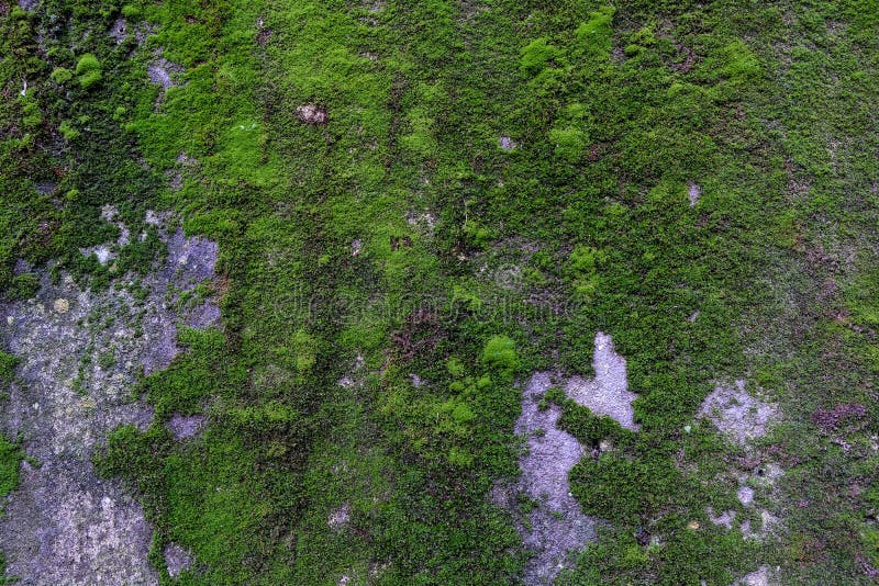 Wild Green Musk Wall Surface Texture Pattern Wallpaper Background Stock ...