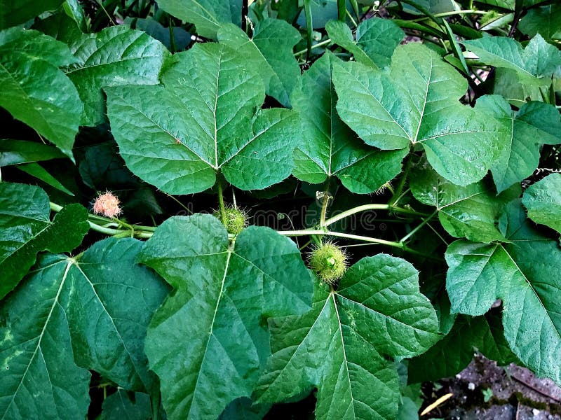 Wild Green Plant with Spiky Fruit Pods Stock Photo - Image of spiky ...