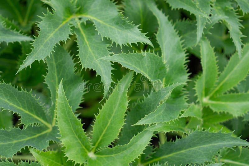 Wild Green Plants in the Forest Stock Photo - Image of spring, outdoor ...
