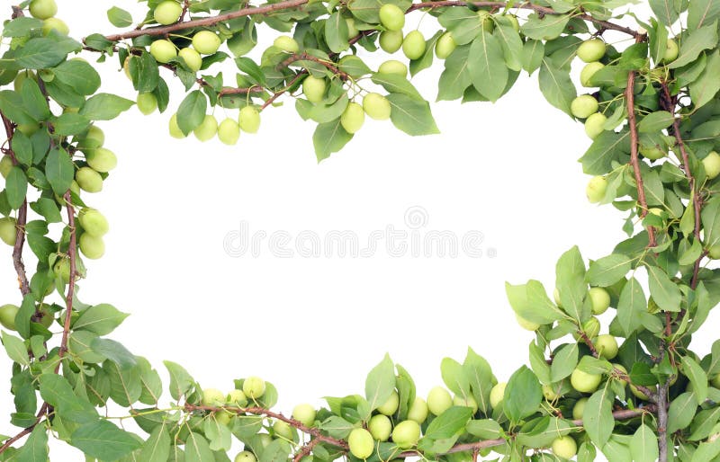 Wild green plums frame stock image. Image of background - 15302935