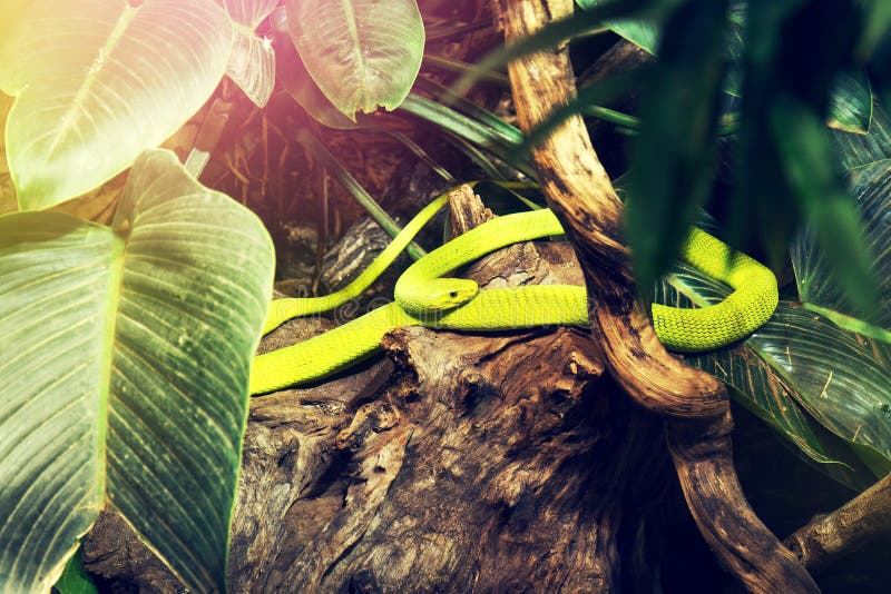 Wild Green Snake in Wild Nature Forest Jungle. Horizontal. Stock Photo ...