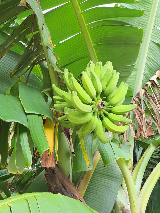 Wild Green Unripe Banana Tree Stock Photo - Image of organic, summer ...