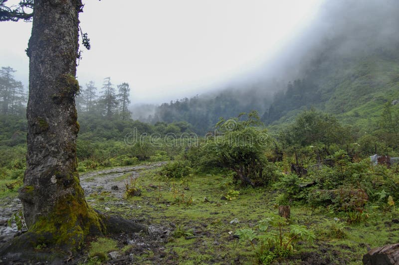 The Wild Green Vegetation in the Mountains Stock Photo - Image of wild ...