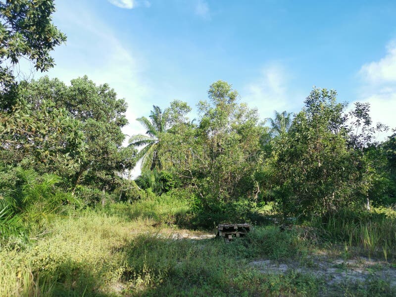Wild Green Vegetation at the Uncultivated Land. Stock Image - Image of ...