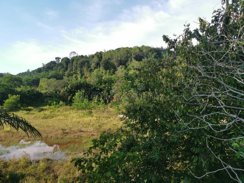 Wild Green Vegetation at the Uncultivated Land. Stock Photo - Image of ...