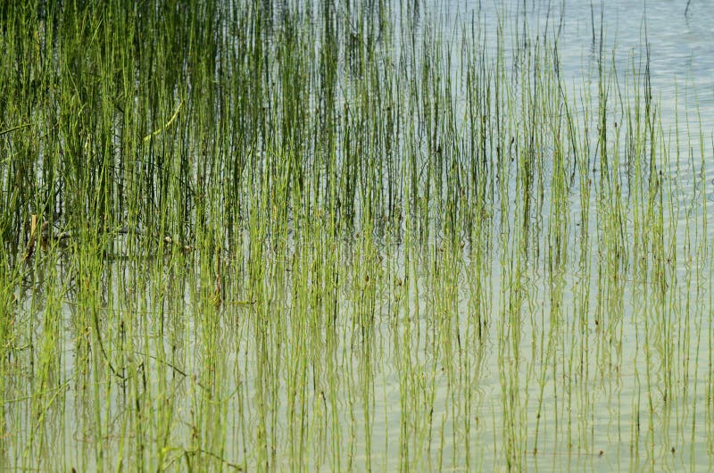 Wild green water grass stock photo. Image of long, river - 244302126