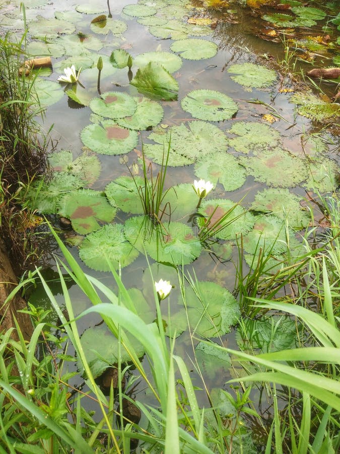 Wild Greenery and Lotus Plant in the Village Waterway 4 Stock Photo ...