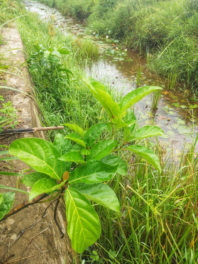 Wild Greenery and Lotus Plant in the Village Waterway 17 Stock Image ...