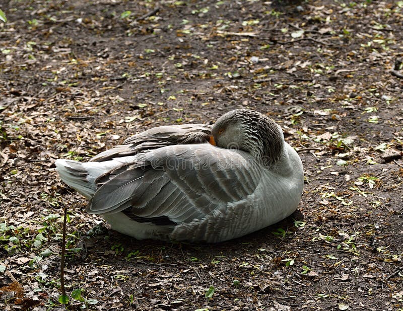Wild Grey Goose Cleans Itself Stock Image - Image of behavior, closeup ...