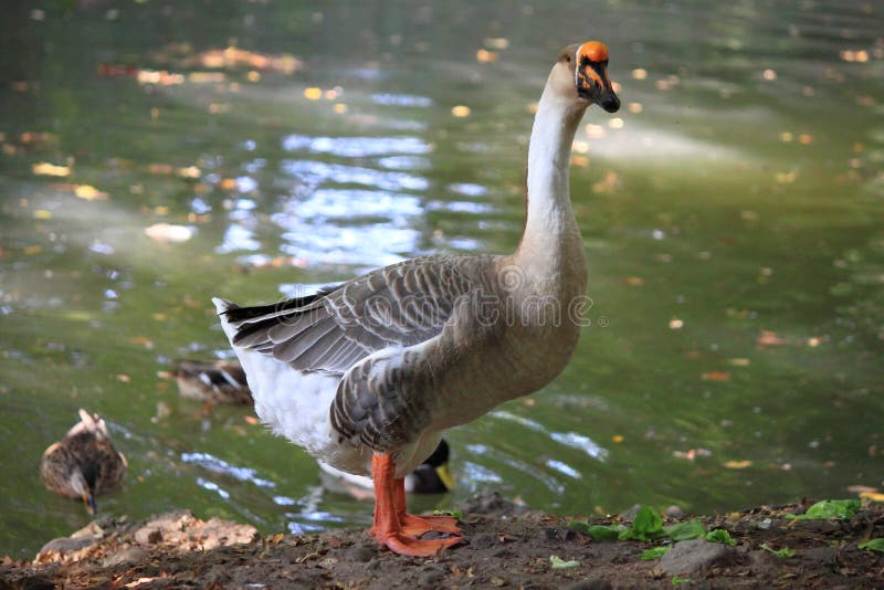 Wild goose stock image. Image of marsh, beak, ornithology - 138904469