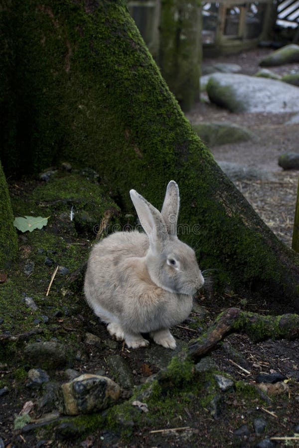 Wild Grey Long-eared Rabbit in Woods in Autumn Stock Image - Image of ...