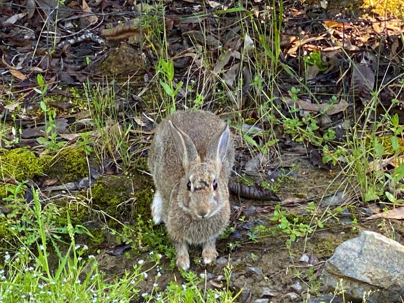 Wild Grey Rabbit on Grass stock image. Image of ears - 234034209