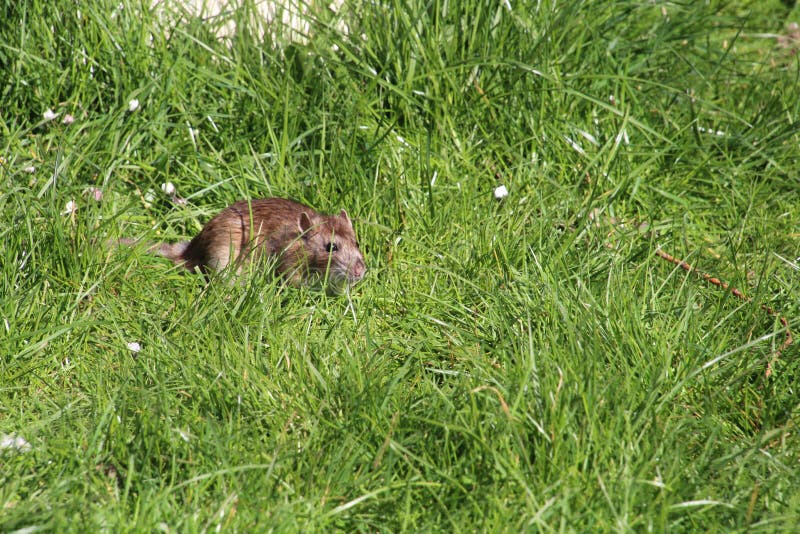 Wild rat in grass stock image. Image of rodent, wild - 215735331