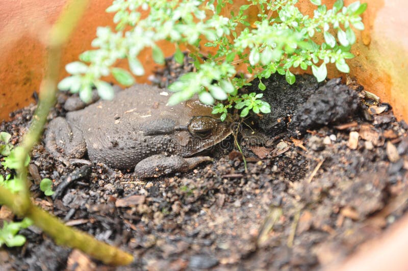 Wild Toad Sitting in Grass, Close-Up Stock Photo - Image of face ...