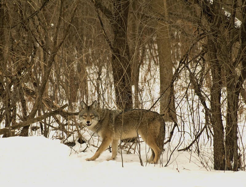 Red wolf in snow stock image. Image of wolves, relaxing - 12433493
