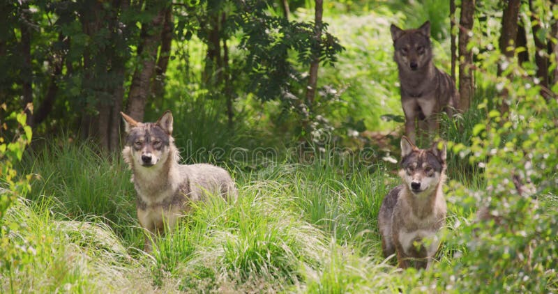 Wolves in a Large Wolf Pack Walking in the Forest Stock Video - Video ...