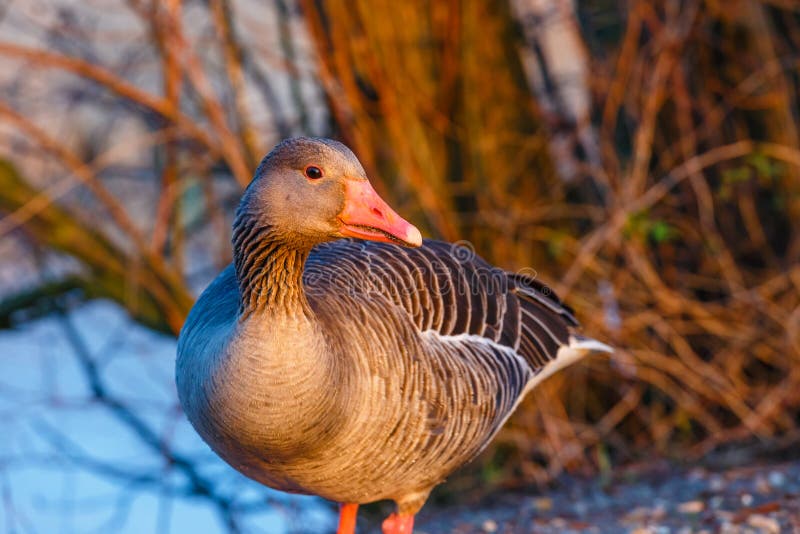 The Wild Greylag Goose in the Pond at Sunset Stock Photo - Image of ...