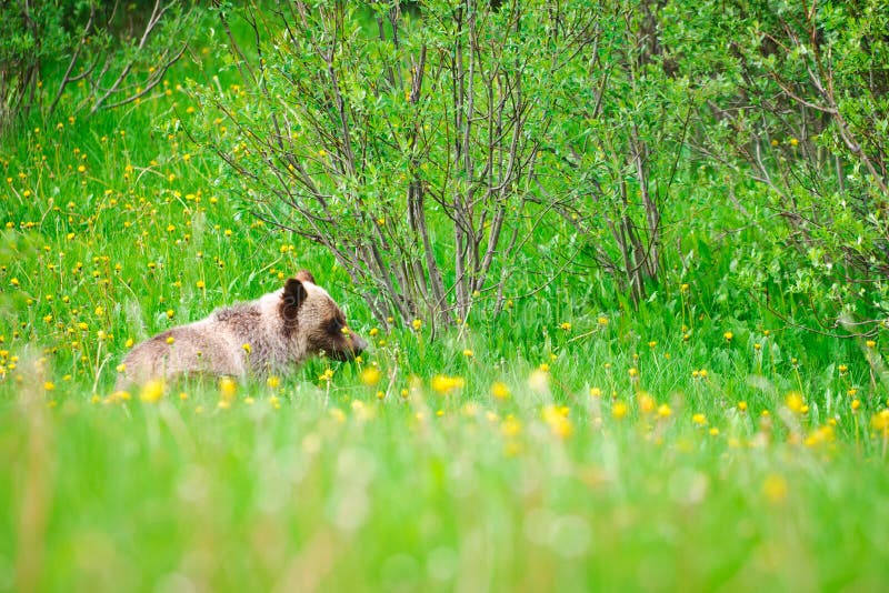 Wild Grizzly Bear Cub stock photo. Image of child, grizzlies - 27592656