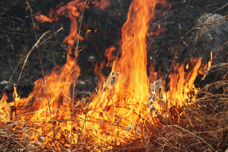 The wild ground the fire stock image. Image of wasteland - 29562059