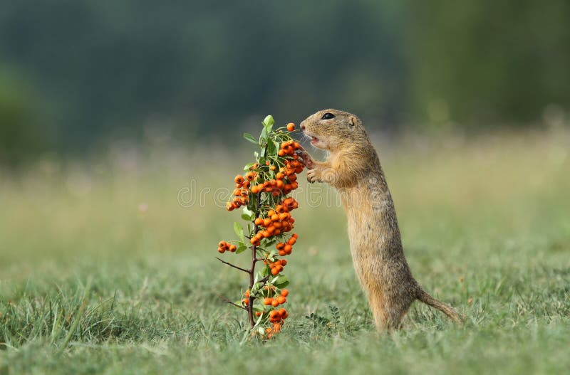 Wild ground squirrel stock image. Image of stand, natural - 26495645