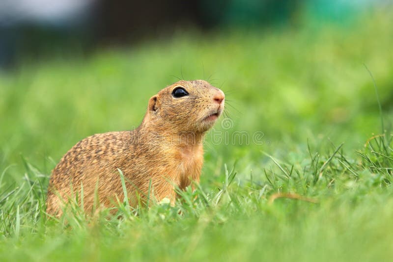 Wild ground squirrel stock image. Image of stand, natural - 26495645