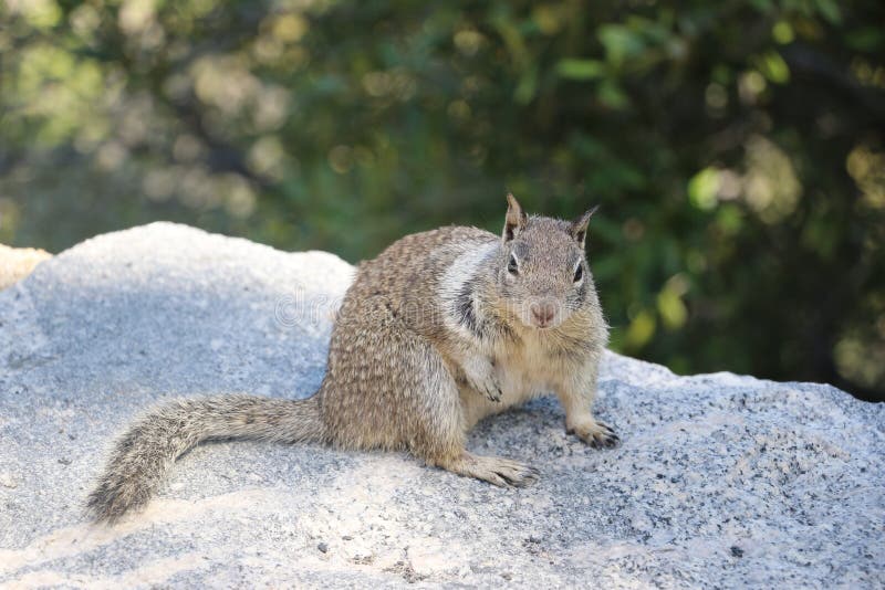 Wild Ground Squirrel stock photo. Image of gray, holiday - 97223288