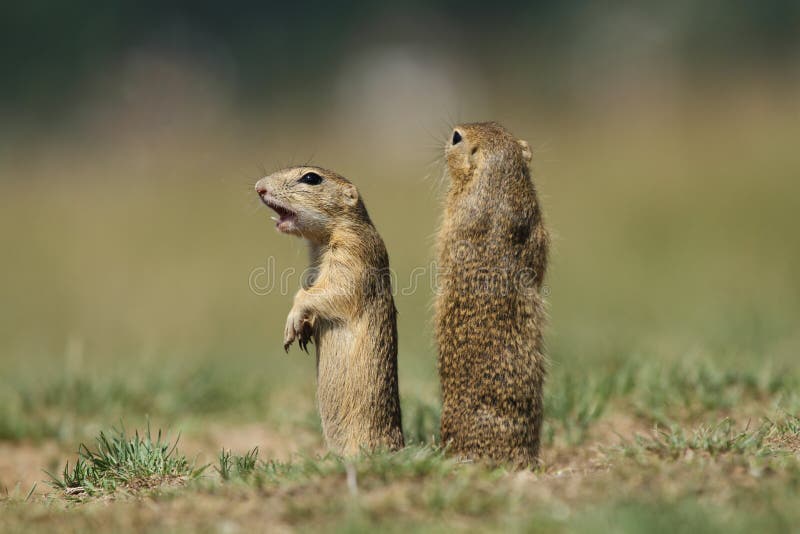 Wild ground squirrels stock image. Image of stand, pair - 25718841