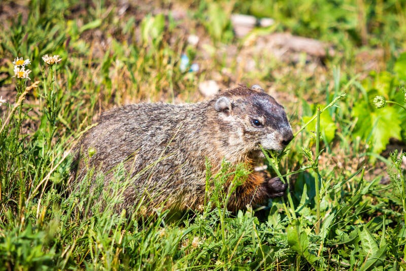 Wild Groundhog Feeding Grass on Summer Day Stock Photo - Image of ...