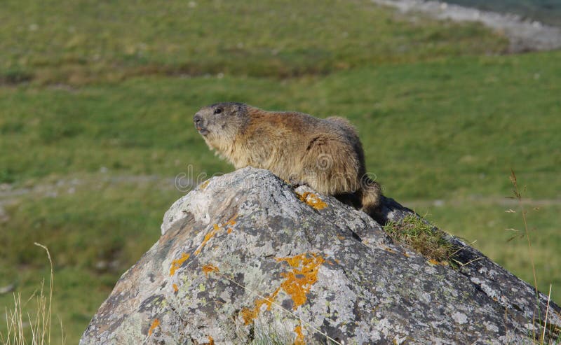 Wild Groundhog stock image. Image of travel, mammal - 101817249