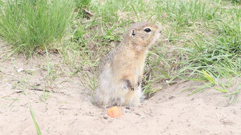 Wild Groundhogs Gopher Eating Carrot. Stock Footage - Video of fauna ...