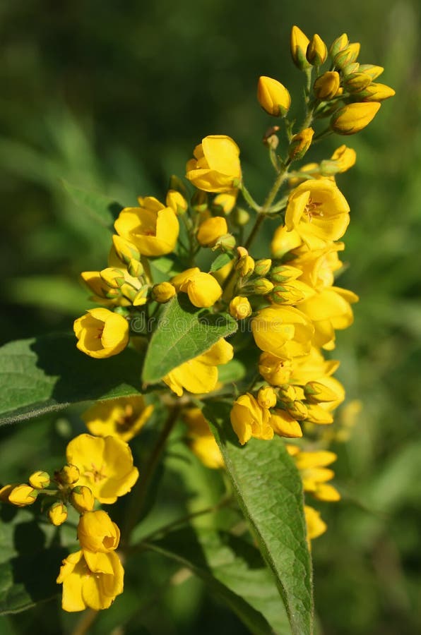 Wild-growing Flowers of Bright Yellow Colour Stock Image - Image of ...