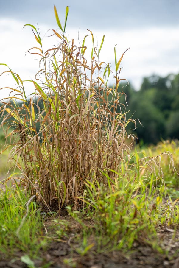 Growing Reed Shown from Above Stock Photo - Image of natural, rays ...