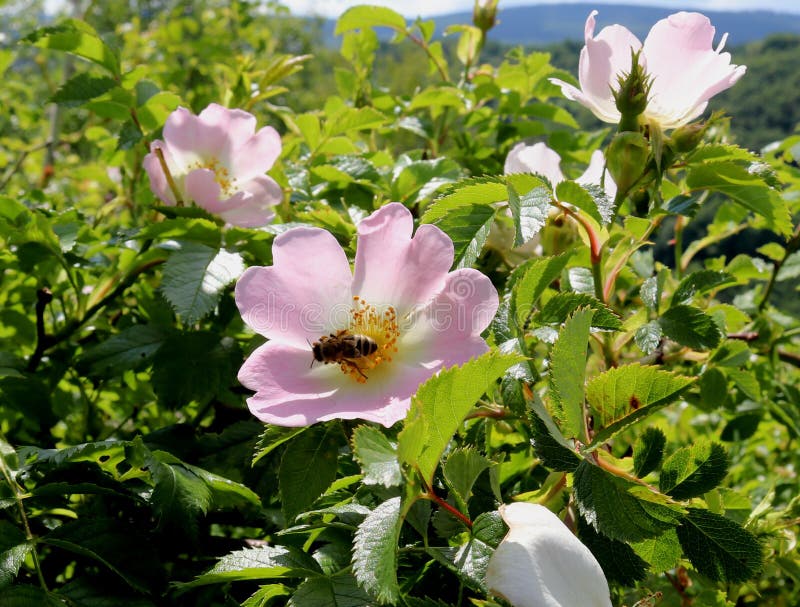 Wild Growing Roses with Pink Flowers and a Bee Stock Image - Image of ...