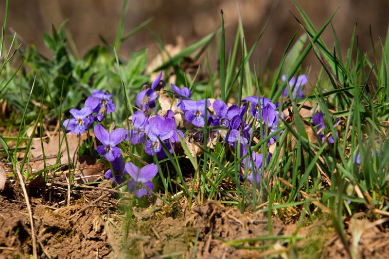 Wild Growing Violets in the Grass with Selective Focus, Also Called ...