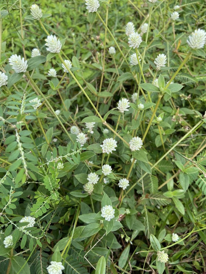 Wild Growing White Knob Flower, Knob Flower, White Button Flower ...