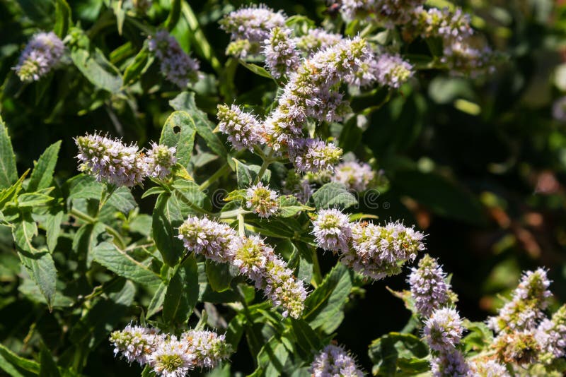 In the Wild Grows Mint Long-leaved Mentha Longifolia Stock Photo ...