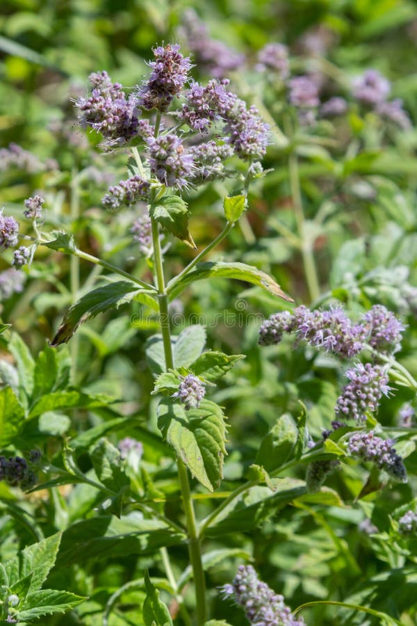 In the Wild Grows Mint Long-leaved Mentha Longifolia Stock Image ...