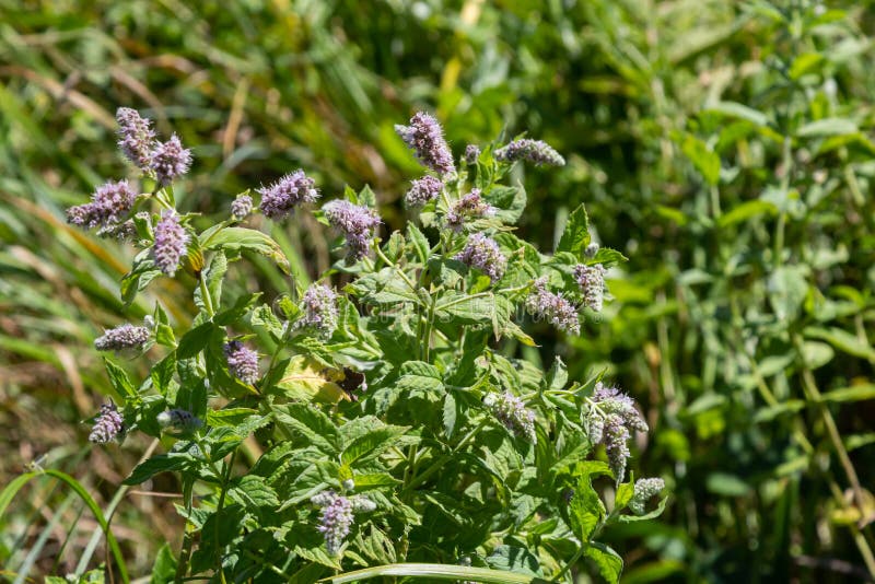 In the Wild Grows Mint Long-leaved Mentha Longifolia Stock Photo ...