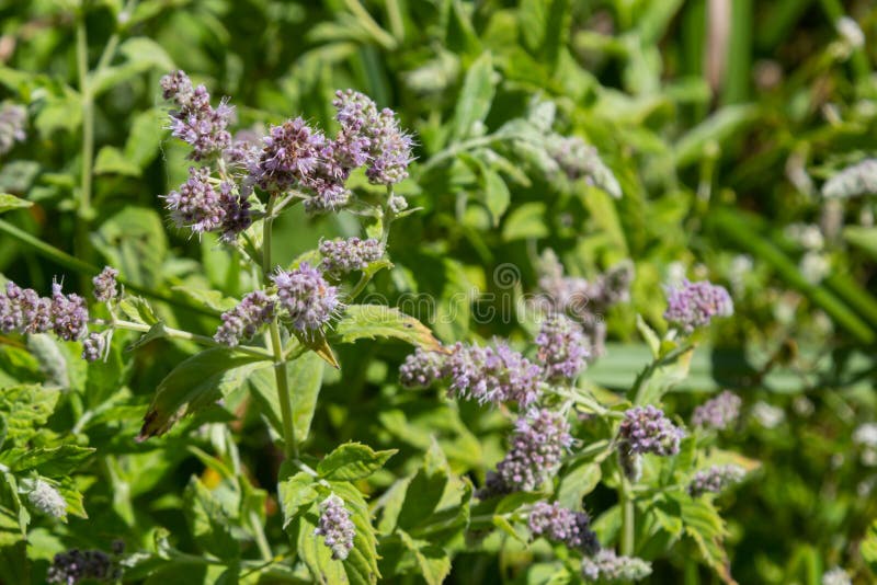 In the Wild Grows Mint Long-leaved Mentha Longifolia Stock Photo ...