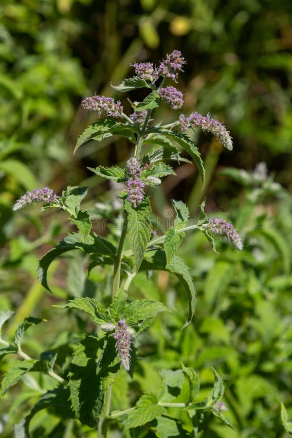 In the Wild Grows Mint Long-leaved Mentha Longifolia Stock Photo ...
