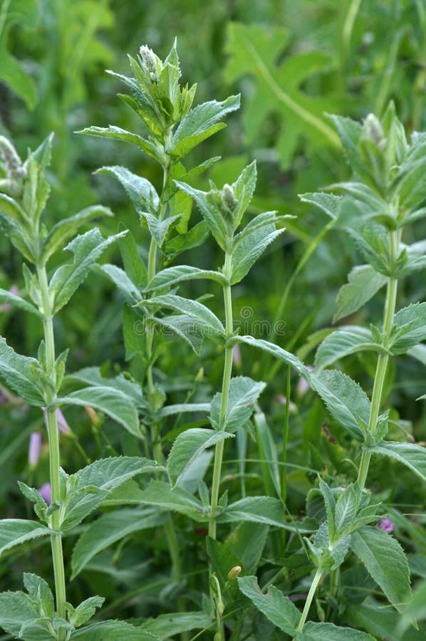 Mint Long-leaved Mentha Longifolia Grows In Nature Stock Image - Image ...