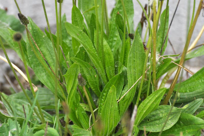 Lanceolate Plantain, Plantago Lanceolata Grows in Nature Stock Image ...