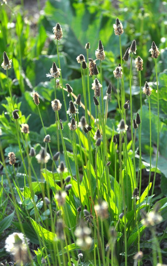 Lanceolate Plantain, Plantago Lanceolata Grows in Nature Stock Image ...
